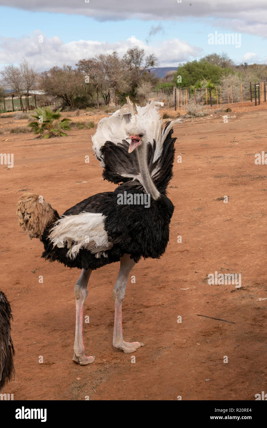 Seine straussenfarm -Fotos und -Bildmaterial in hoher Auflösung – Alamy