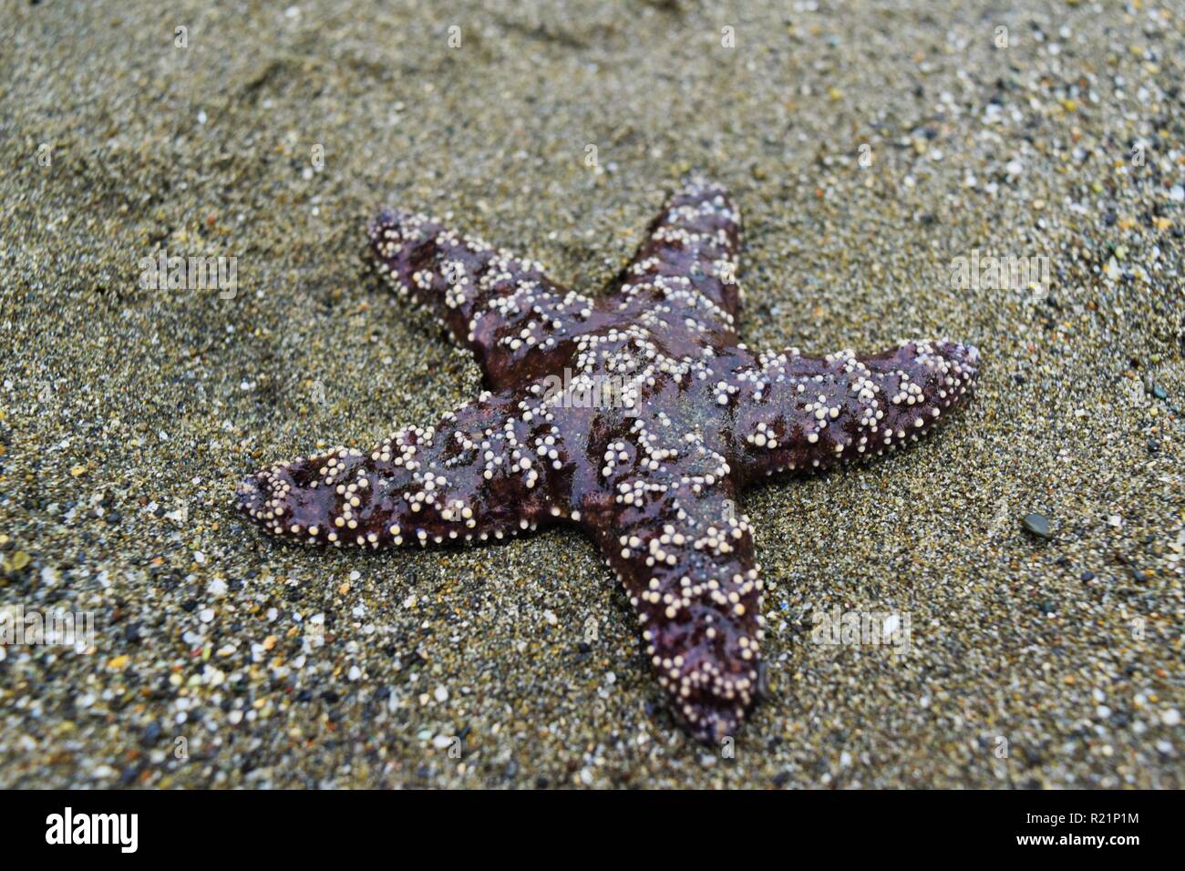 Seesterne im pool -Fotos und -Bildmaterial in hoher Auflösung – Alamy