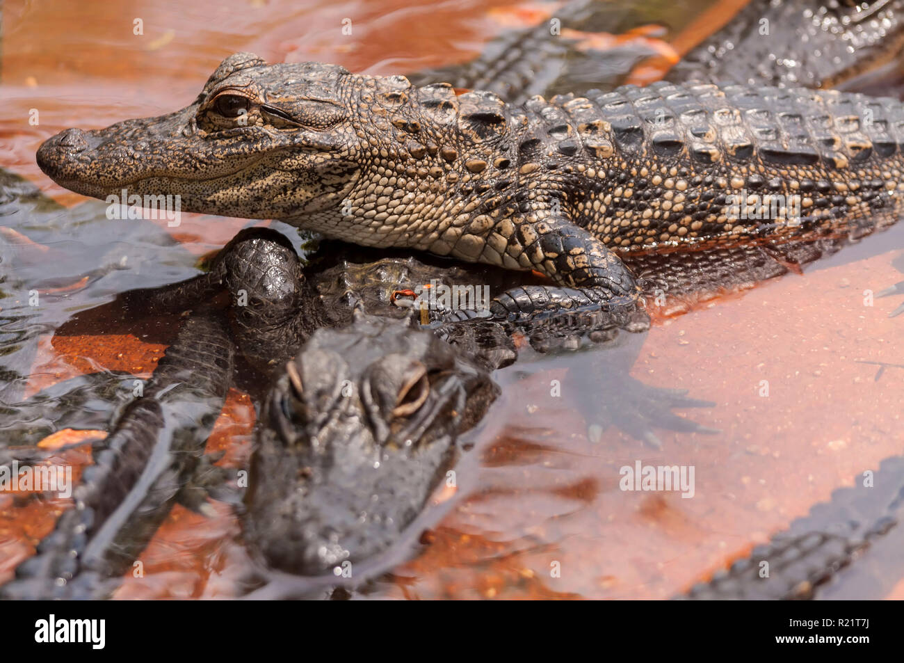 Krokodile Krokodile Stockfotos und -bilder Kaufen - Alamy