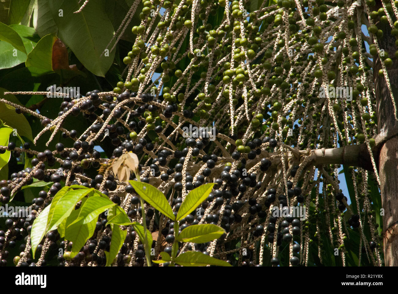 Acai palmbeere -Fotos und -Bildmaterial in hoher Auflösung – Alamy
