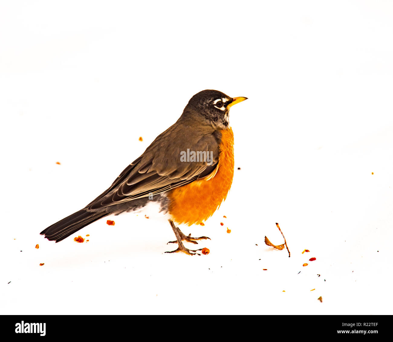 Kalte asche -Fotos und -Bildmaterial in hoher Auflösung – Alamy