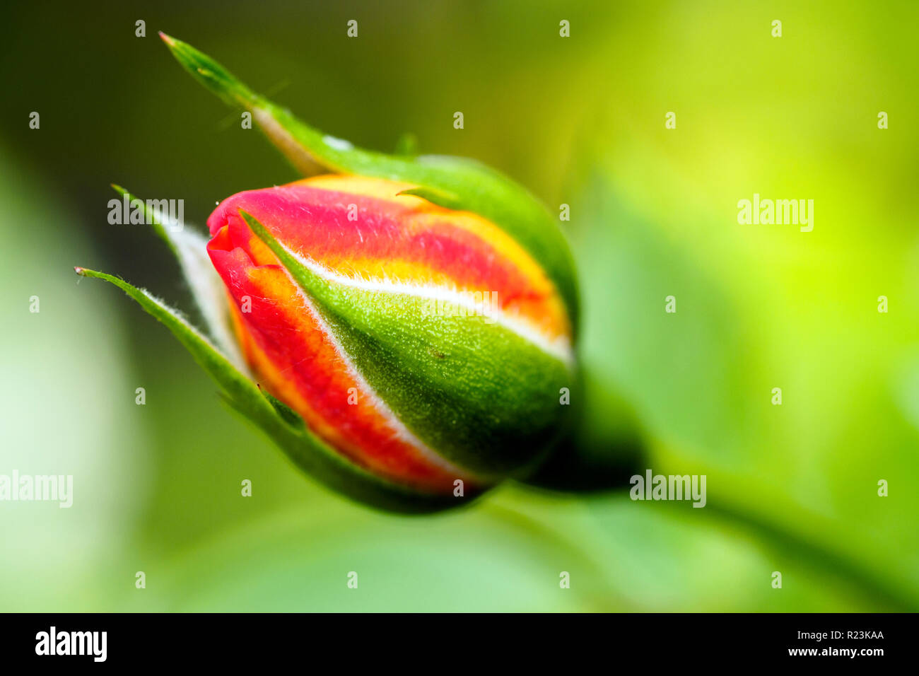 Rosaceae rose -Fotos und -Bildmaterial in hoher Auflösung – Alamy