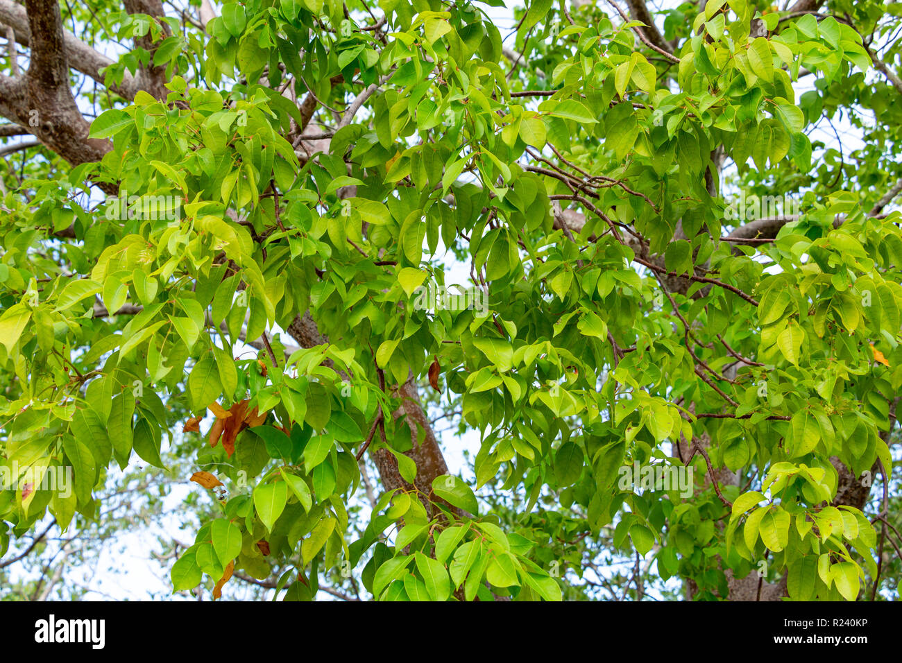 Bursera baum -Fotos und -Bildmaterial in hoher Auflösung – Alamy