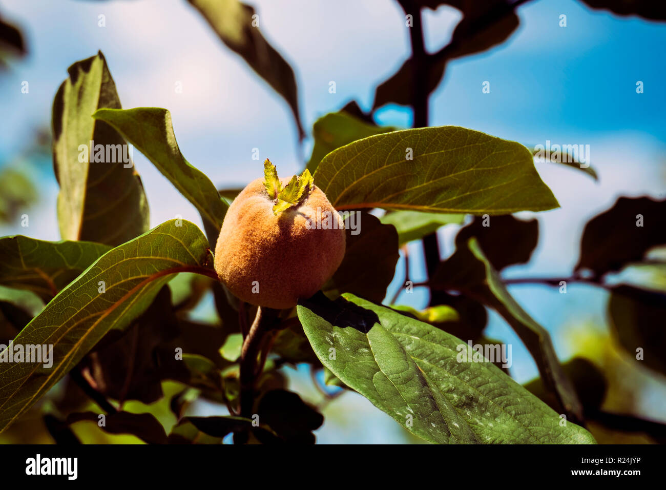 Unreife quitte -Fotos und -Bildmaterial in hoher Auflösung – Alamy