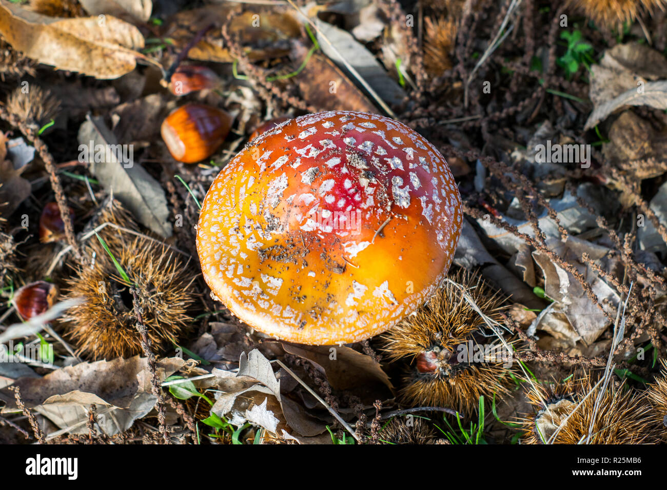 Giftige drogen -Fotos und -Bildmaterial in hoher Auflösung – Alamy
