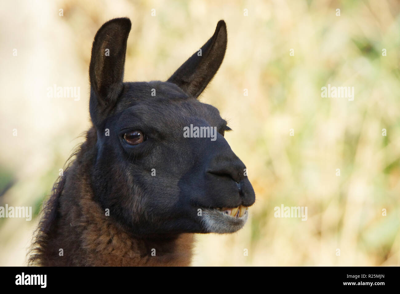 Lama Teeth Stockfotos und -bilder Kaufen - Alamy