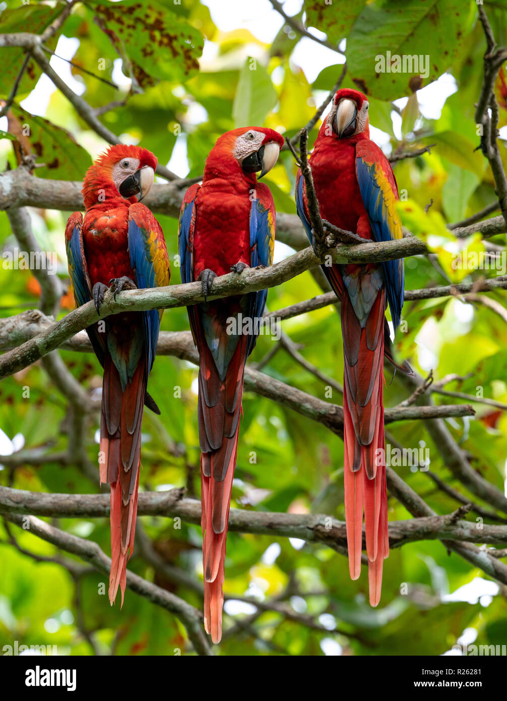 Roter Ara Papagei Stockfotos und -bilder Kaufen - Alamy