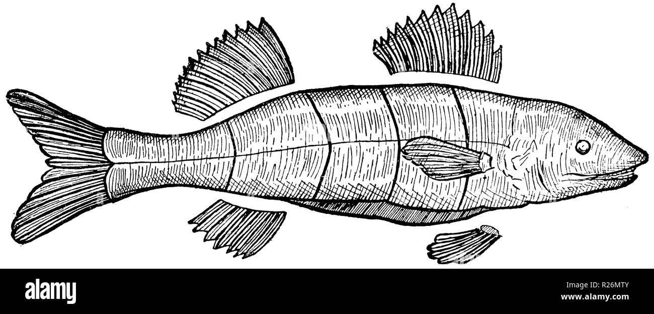 Carved fish -Fotos und -Bildmaterial in hoher Auflösung – Alamy