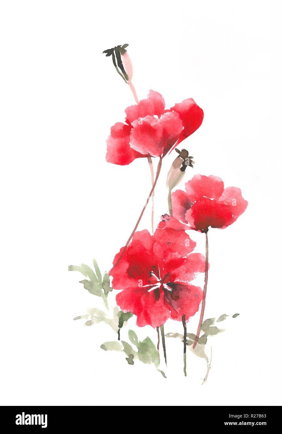 Watercolor poppy -Fotos und -Bildmaterial in hoher Auflösung – Alamy