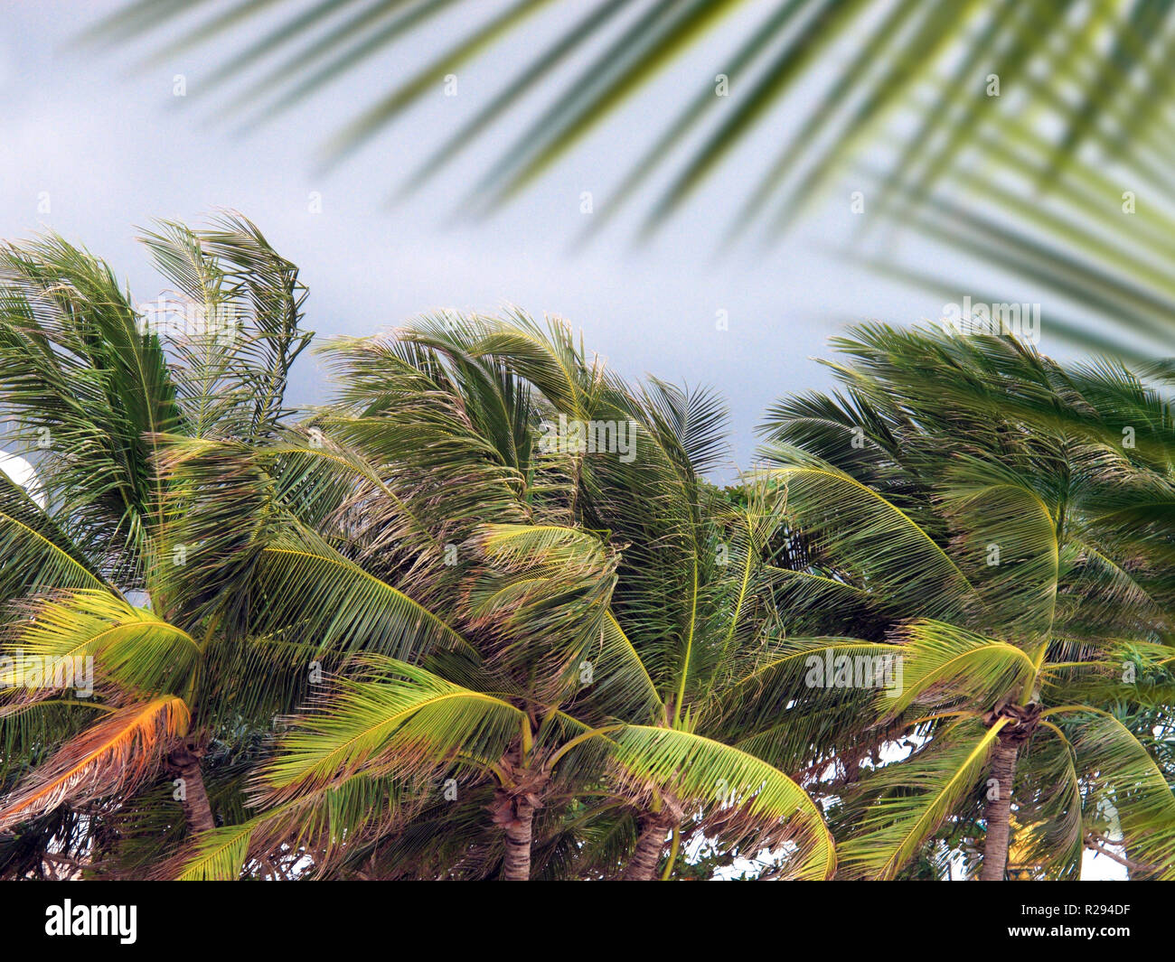 Starker wind weht palmen -Fotos und -Bildmaterial in hoher Auflösung – Alamy