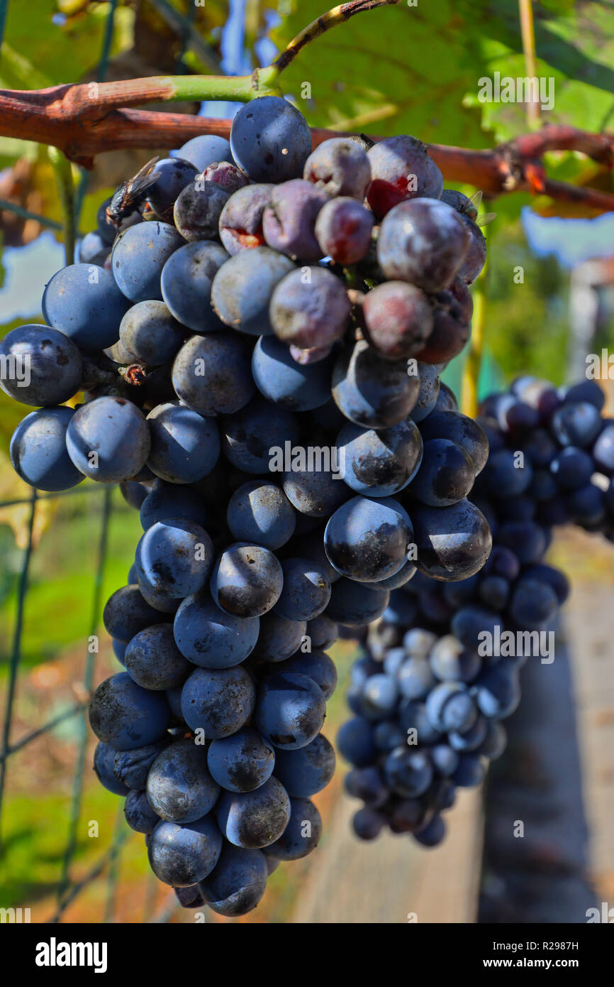 Weintrauben sorten -Fotos und -Bildmaterial in hoher Auflösung – Alamy