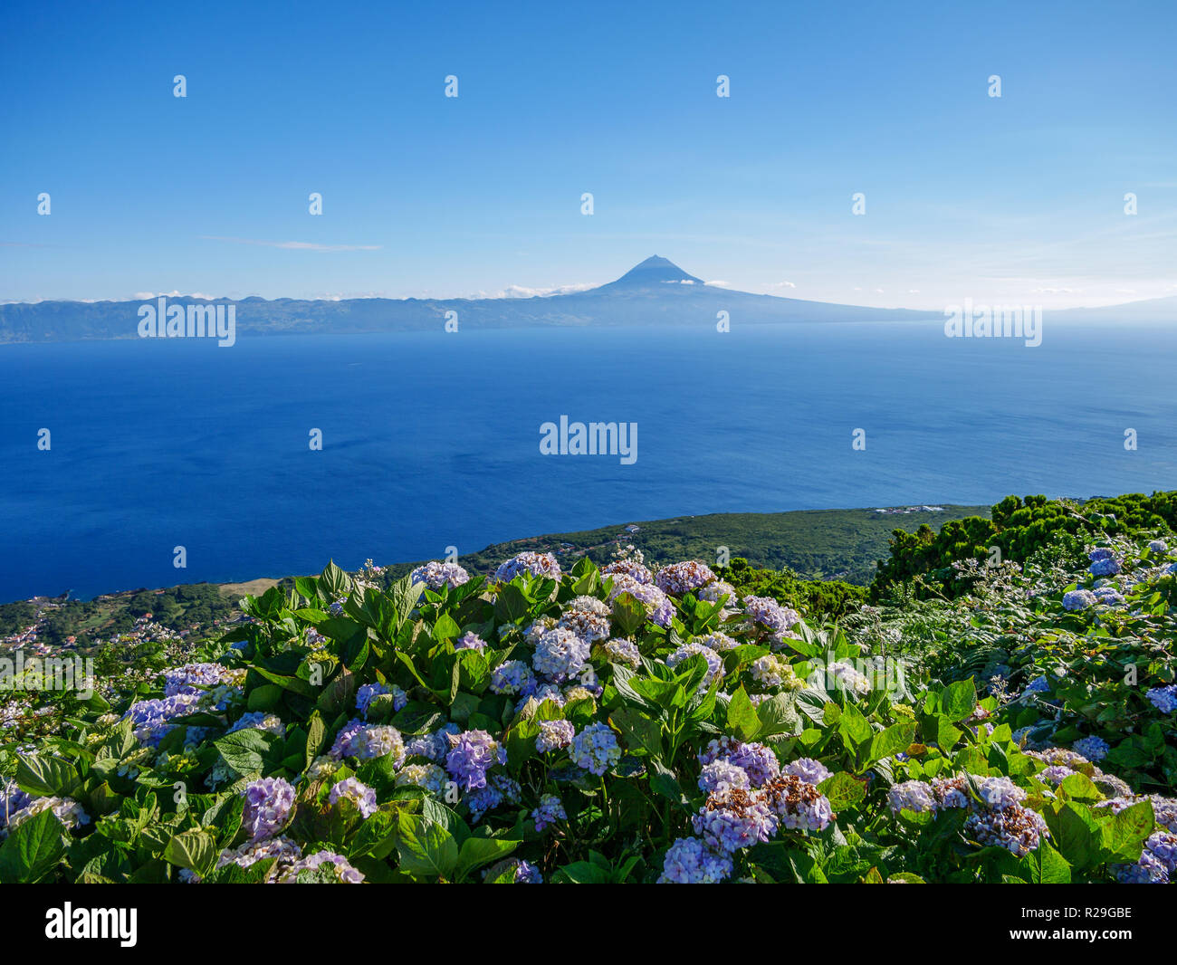 Bild von Hortensien mit Blick auf das Meer und den Berg Pico Azoren ...
