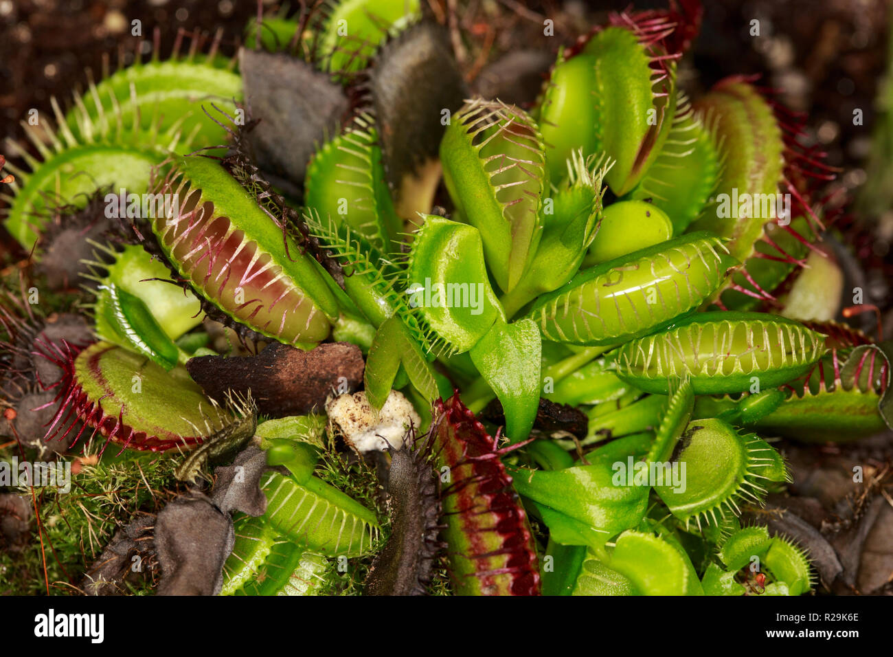 Fliegenfalle dionaea muscipula -Fotos und -Bildmaterial in hoher ...