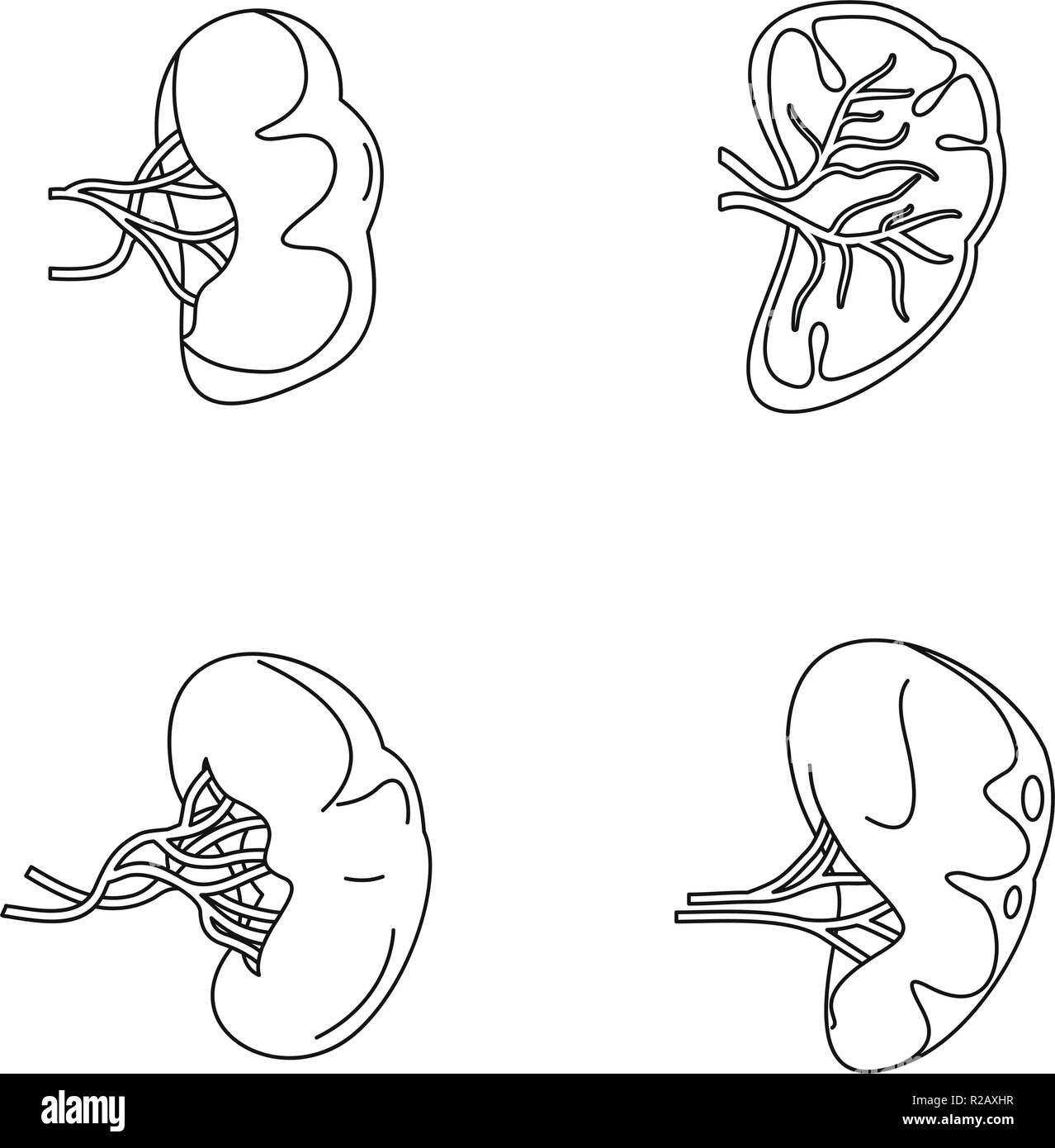 Milz milt Anatomie Symbole gesetzt. Überblick Abbildung 4 Milz milt ...
