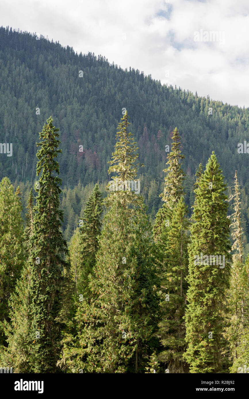 Nahaufnahme des nadelbaum Nadelbaum tops sonnenbeschienenen gegen ...