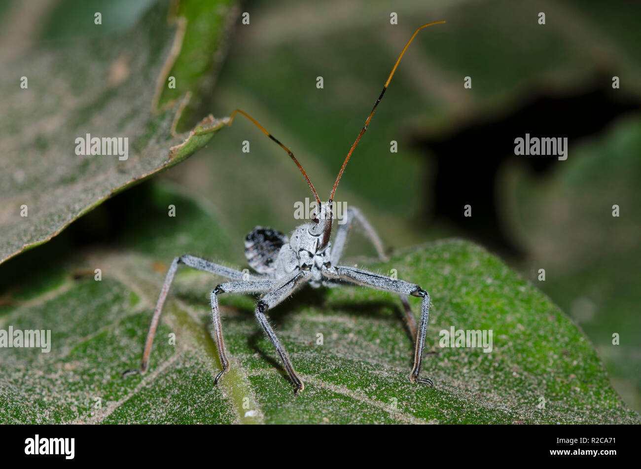 Assassin bug nymphe -Fotos und -Bildmaterial in hoher Auflösung – Alamy