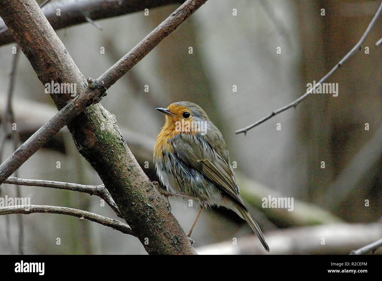 Robin modell -Fotos und -Bildmaterial in hoher Auflösung – Alamy