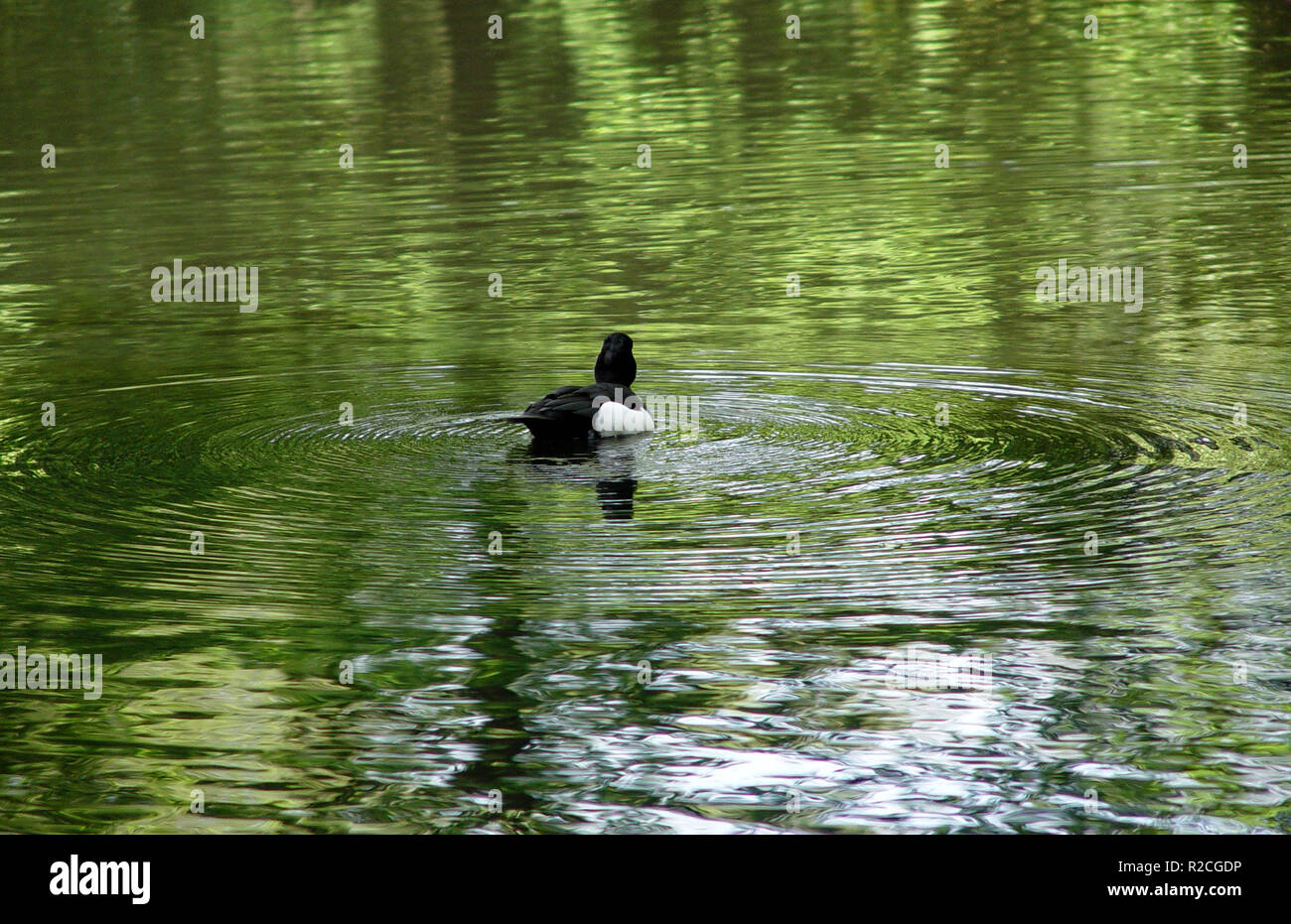 Kreis welligkeit Stockfotos und -bilder Kaufen - Alamy