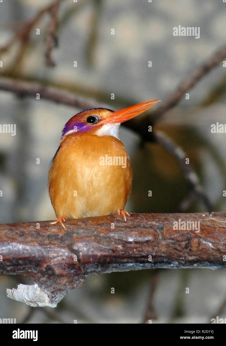 Winzige milbe -Fotos und -Bildmaterial in hoher Auflösung – Alamy