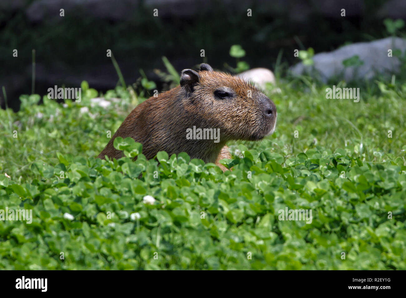 Capybara wien -Fotos und -Bildmaterial in hoher Auflösung – Alamy