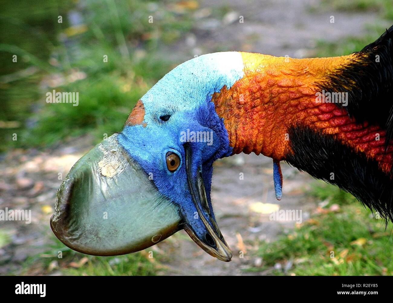 Kasuar kopf -Fotos und -Bildmaterial in hoher Auflösung – Alamy