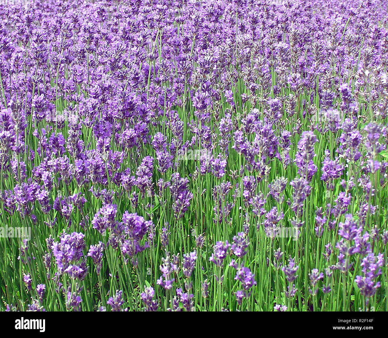 Lavendel geschenk -Fotos und -Bildmaterial in hoher Auflösung – Alamy