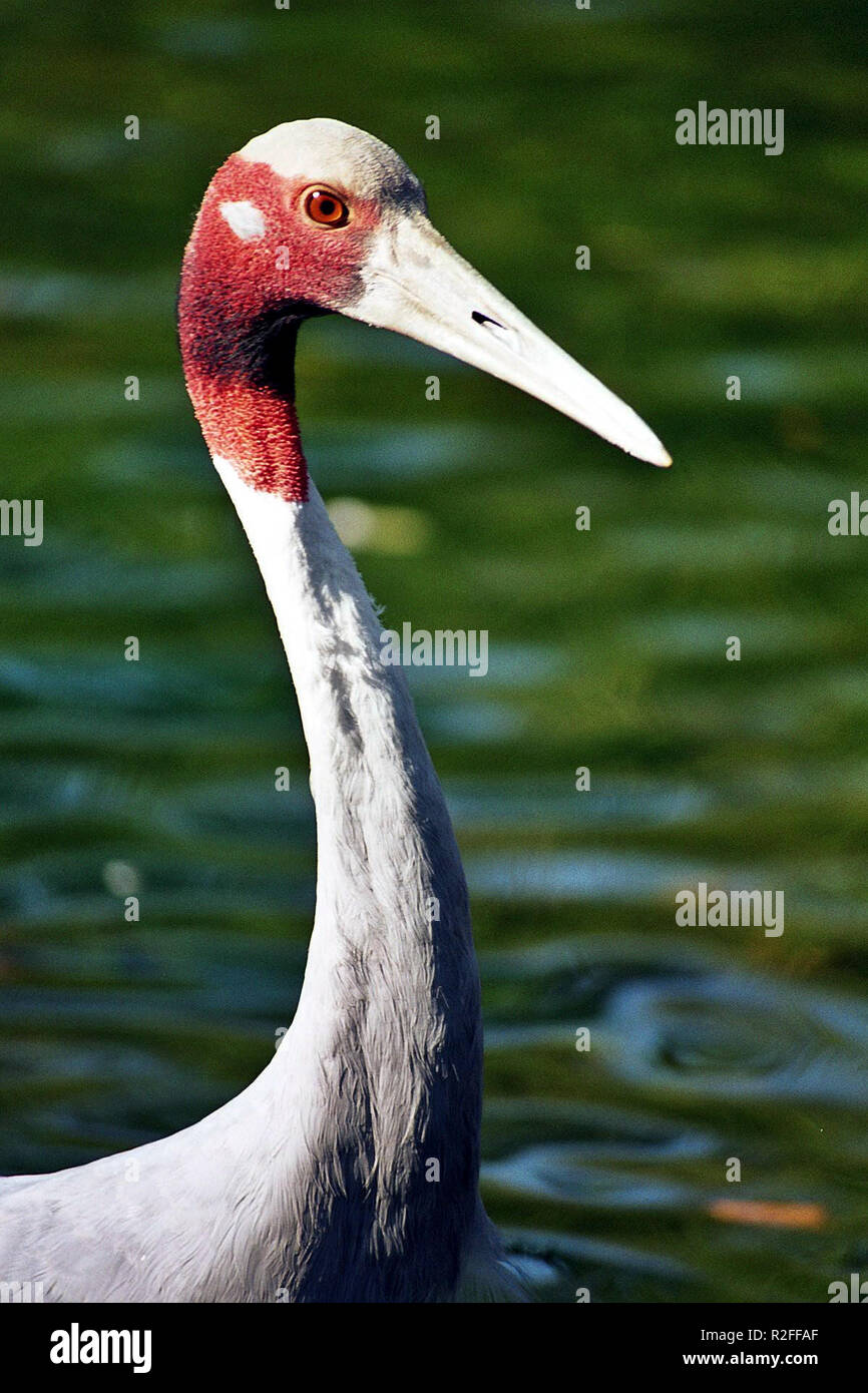 Kranichvogel mit langem schnabel -Fotos und -Bildmaterial in hoher ...