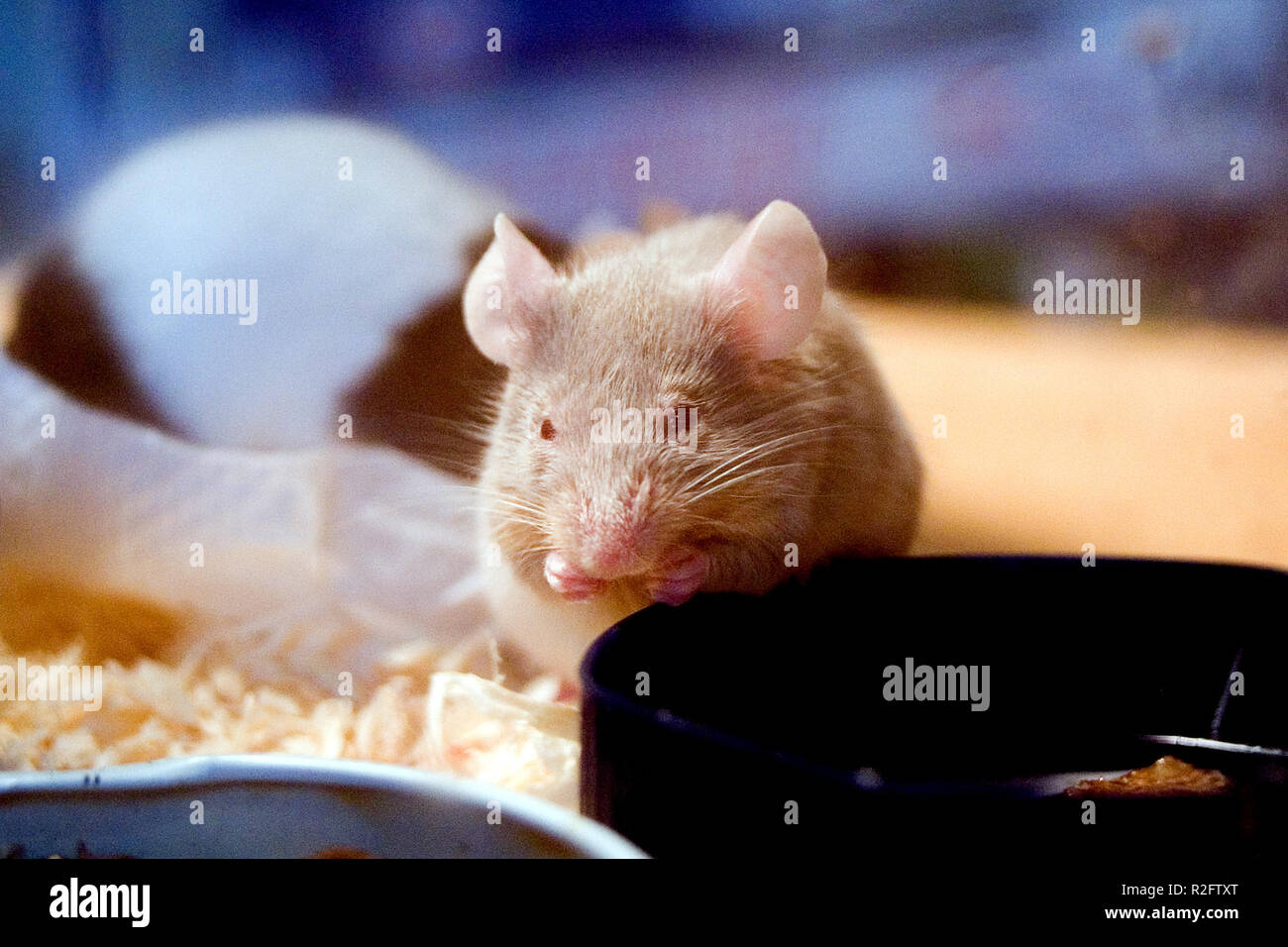 Minie mouse -Fotos und -Bildmaterial in hoher Auflösung – Alamy