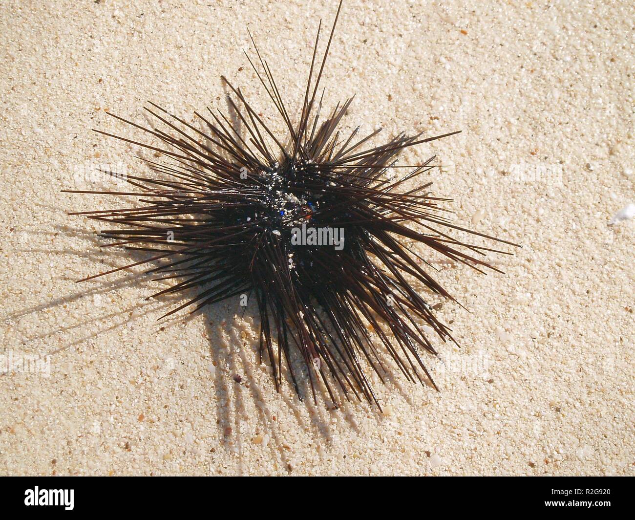 Seeigel Thailand Stockfotos und -bilder Kaufen - Alamy