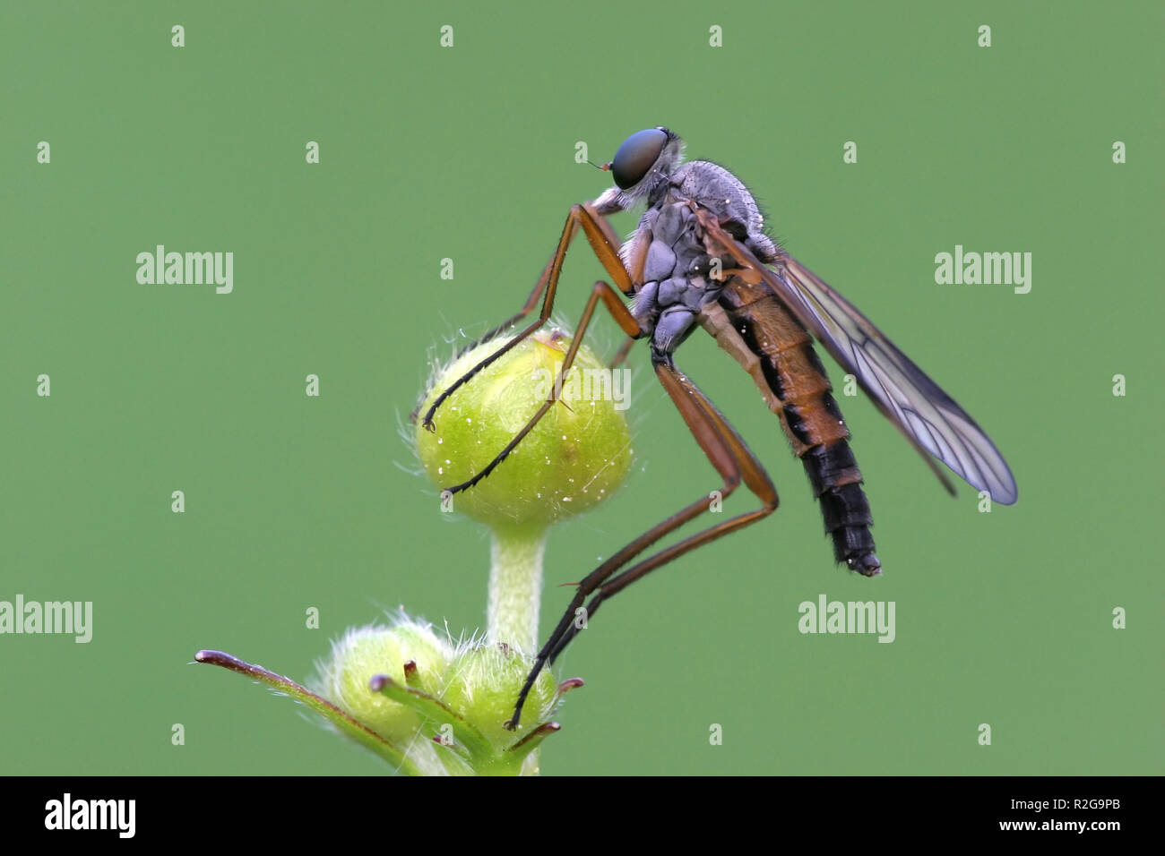 Langbeinige insekten -Fotos und -Bildmaterial in hoher Auflösung – Alamy