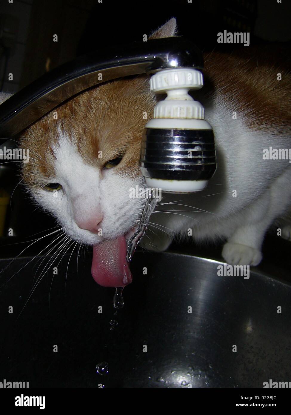 Katzen und wasser -Fotos und -Bildmaterial in hoher Auflösung – Alamy