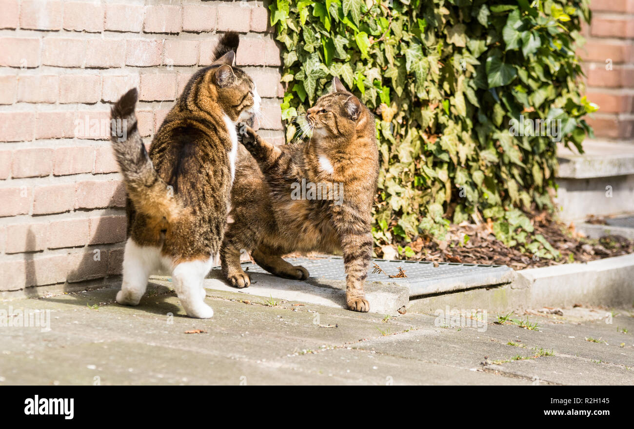 Schnelle katzen -Fotos und -Bildmaterial in hoher Auflösung – Alamy