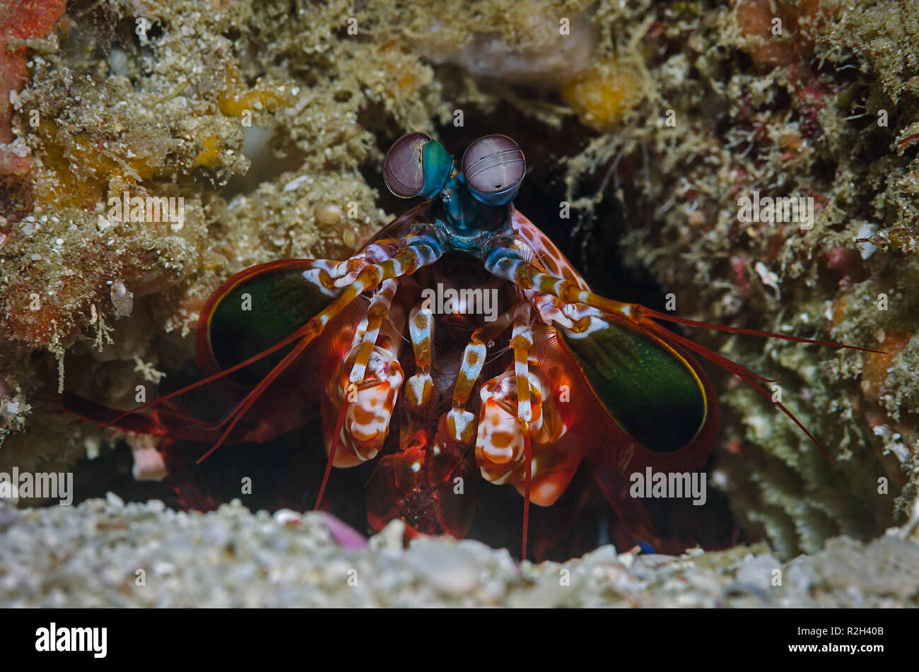 Odontodactylus scyllarus, wie der Pfau mantis Shrimp, Harlekin mantis ...
