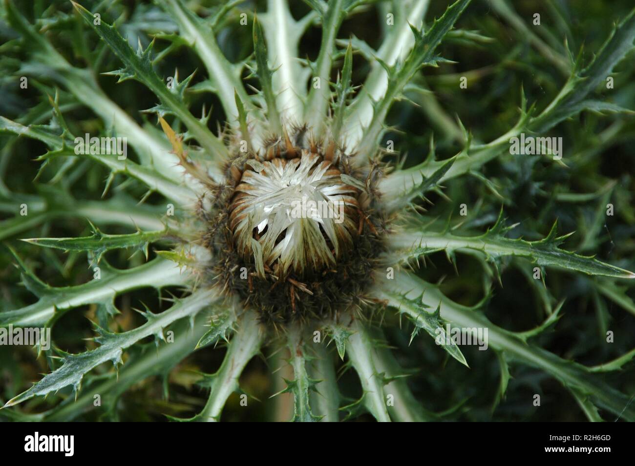 Silberdistel carlina acaulis -Fotos und -Bildmaterial in hoher ...