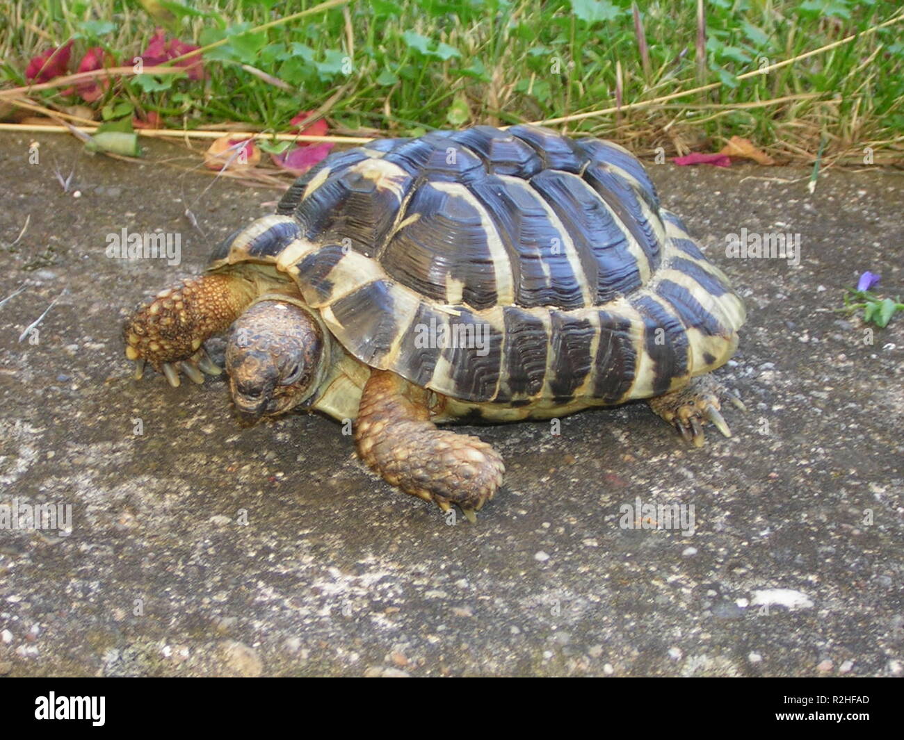 Gepanzerte tiere -Fotos und -Bildmaterial in hoher Auflösung – Alamy