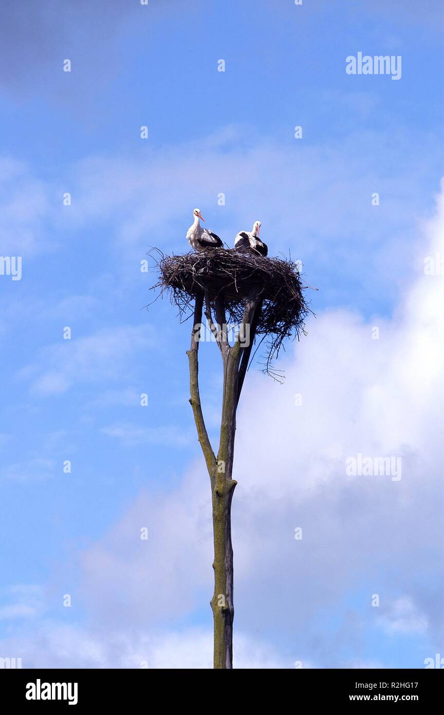 Storch nachwuchs -Fotos und -Bildmaterial in hoher Auflösung - Seite 5 ...