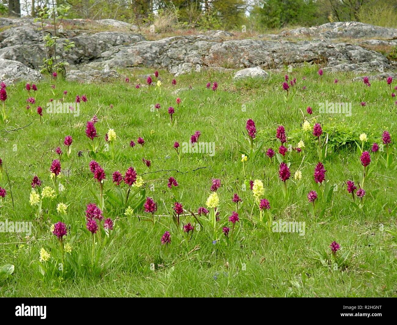 Adam und Eva Pflanze Stockfotos und -bilder Kaufen - Alamy