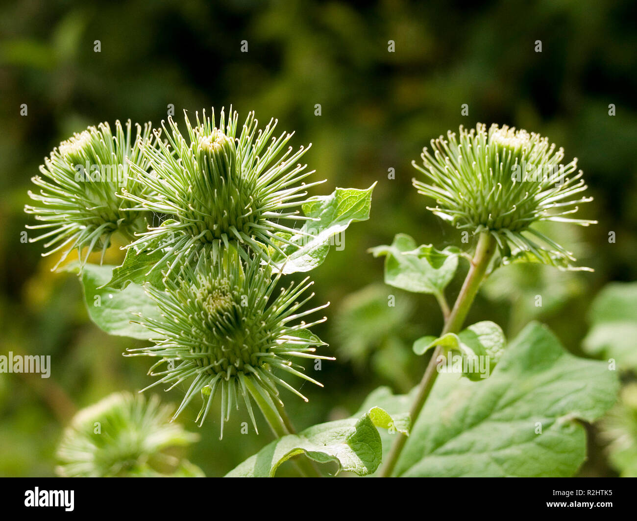 Klette burs -Fotos und -Bildmaterial in hoher Auflösung – Alamy