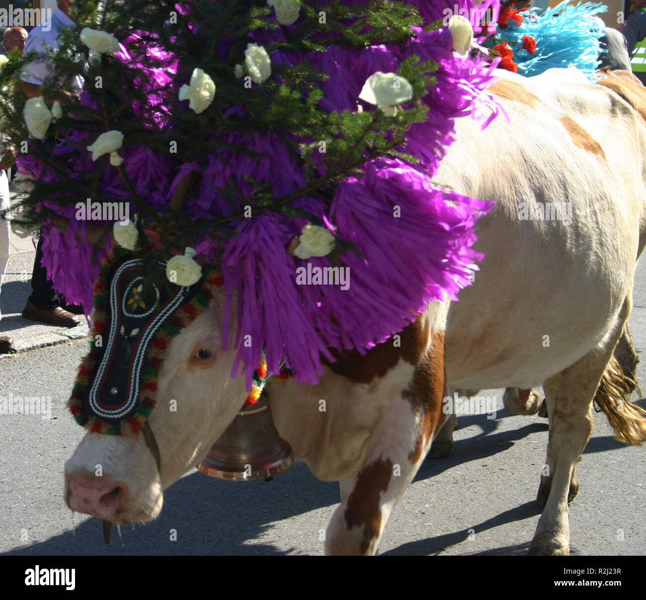 Decorated cow almabtrieb cattle drive -Fotos und -Bildmaterial in hoher ...