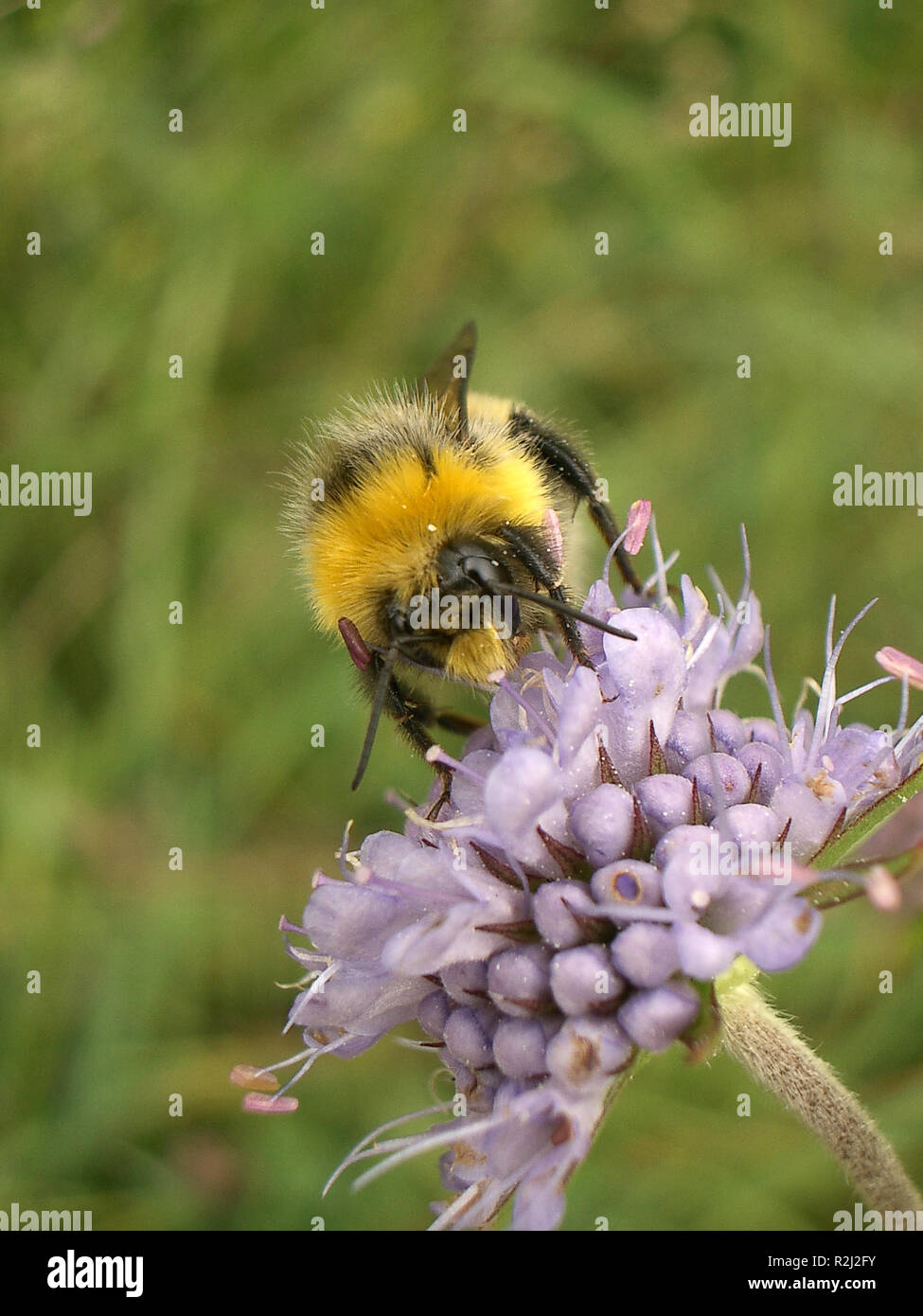 Biene maja -Fotos und -Bildmaterial in hoher Auflösung – Alamy