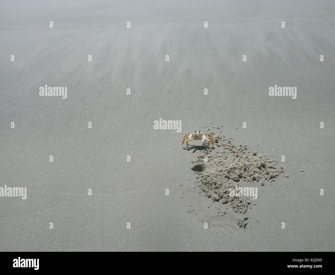 Krebs strand -Fotos und -Bildmaterial in hoher Auflösung – Alamy