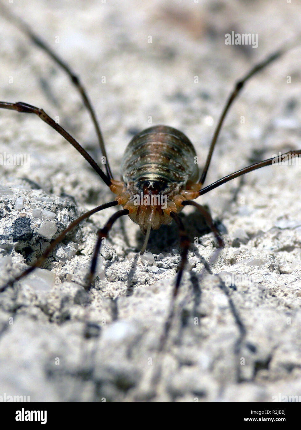 Trogulus torosus -Fotos und -Bildmaterial in hoher Auflösung – Alamy