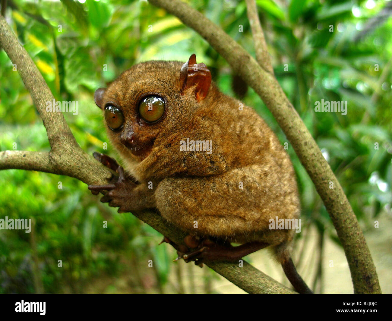 Philippinen koboldmaki -Fotos und -Bildmaterial in hoher Auflösung – Alamy