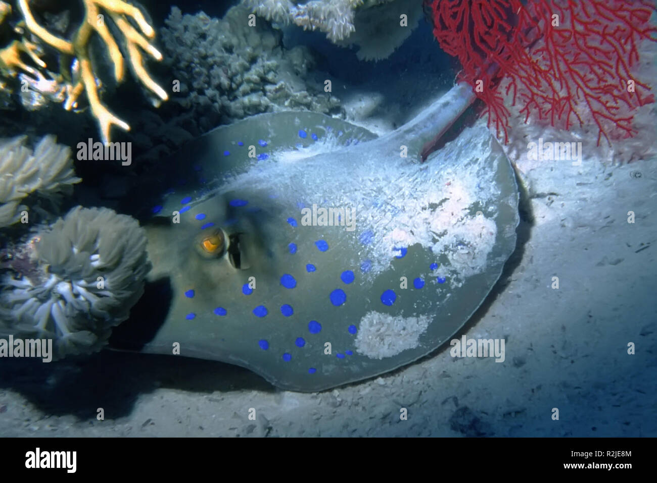 Blaupunkt stechrochen -Fotos und -Bildmaterial in hoher Auflösung – Alamy