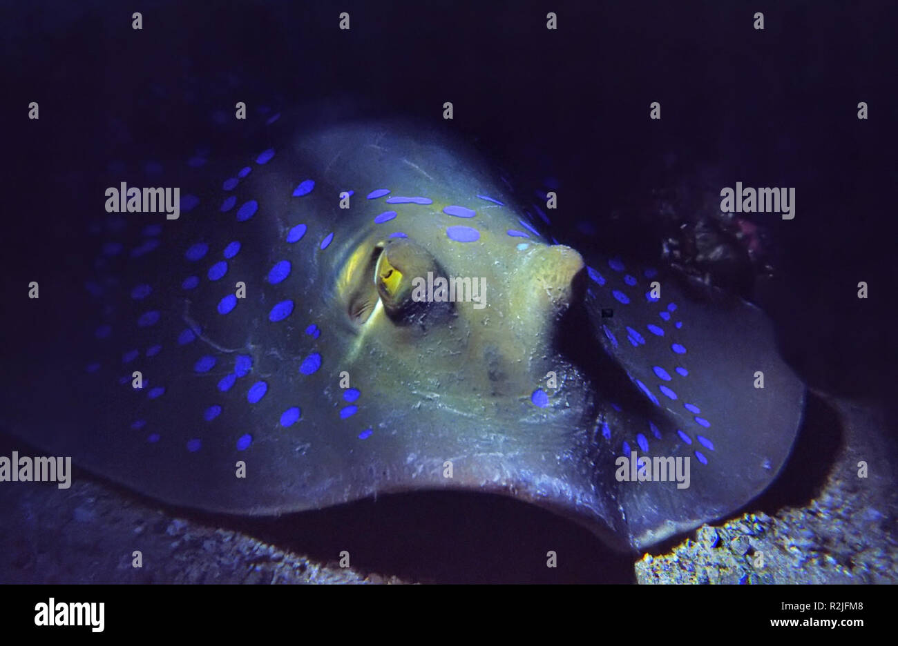 Blaupunkt stechrochen -Fotos und -Bildmaterial in hoher Auflösung – Alamy