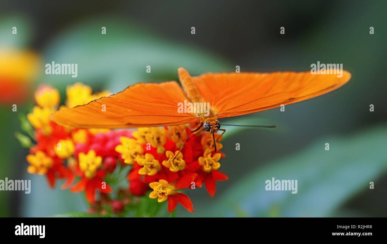 Julia falter -Fotos und -Bildmaterial in hoher Auflösung – Alamy