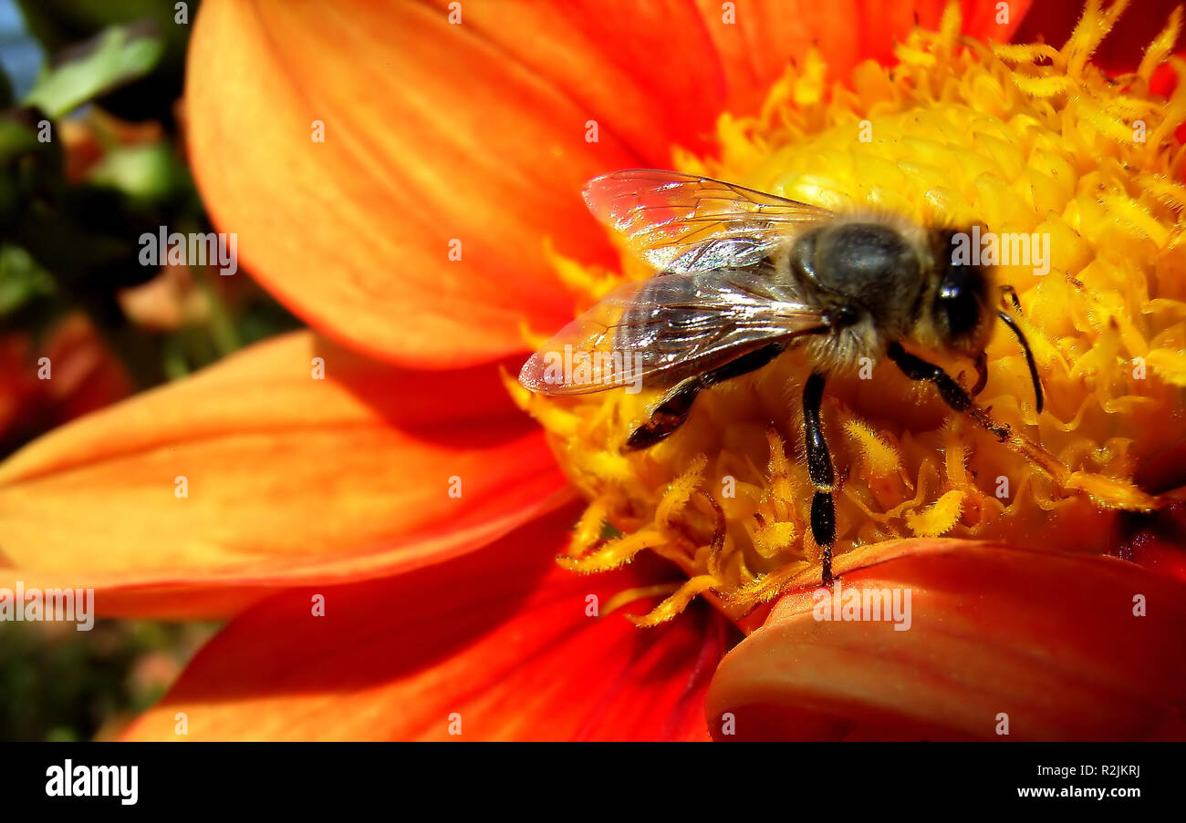 Die biene maja -Fotos und -Bildmaterial in hoher Auflösung – Alamy