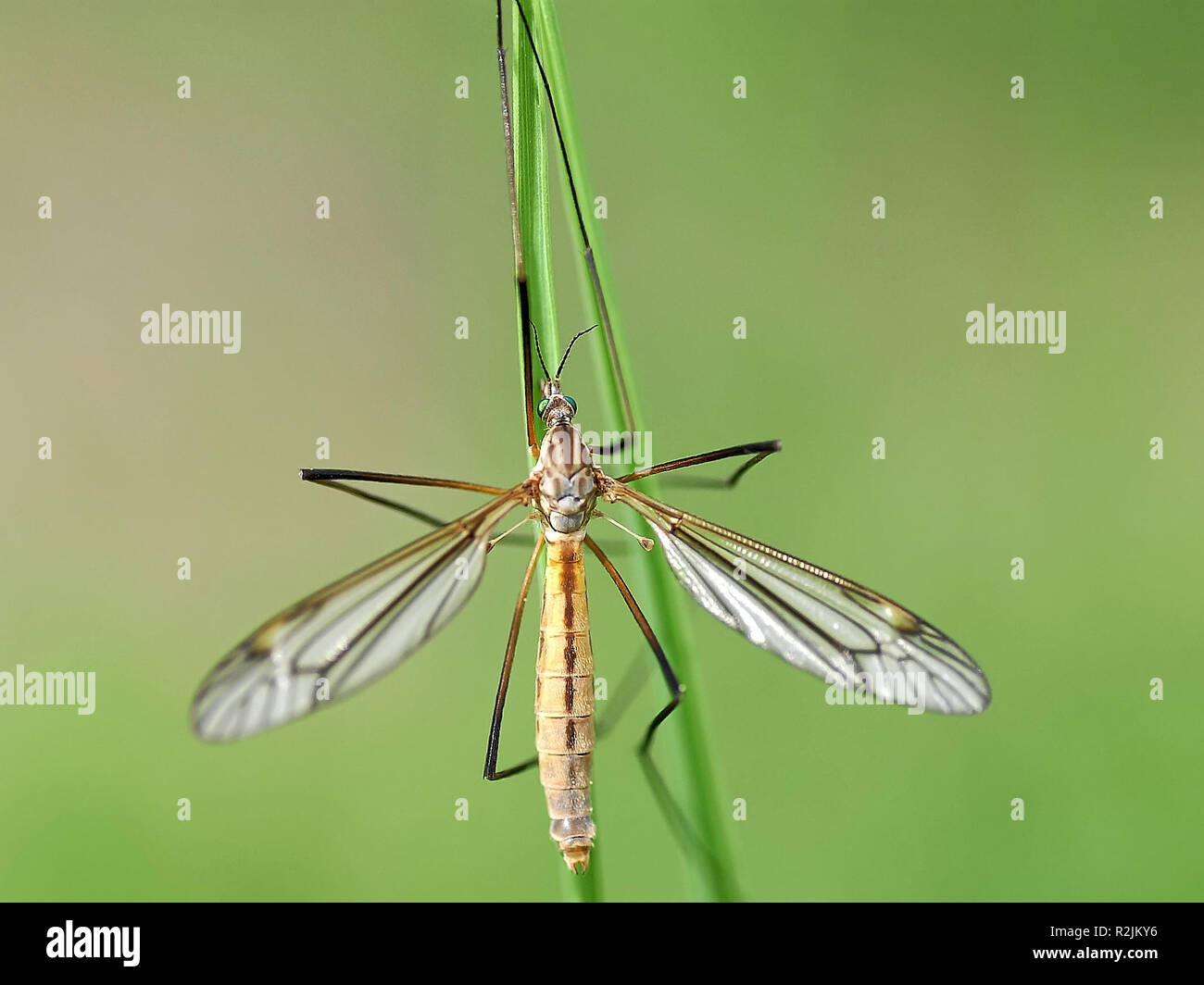 Cranefly tipula paludosa -Fotos und -Bildmaterial in hoher Auflösung ...