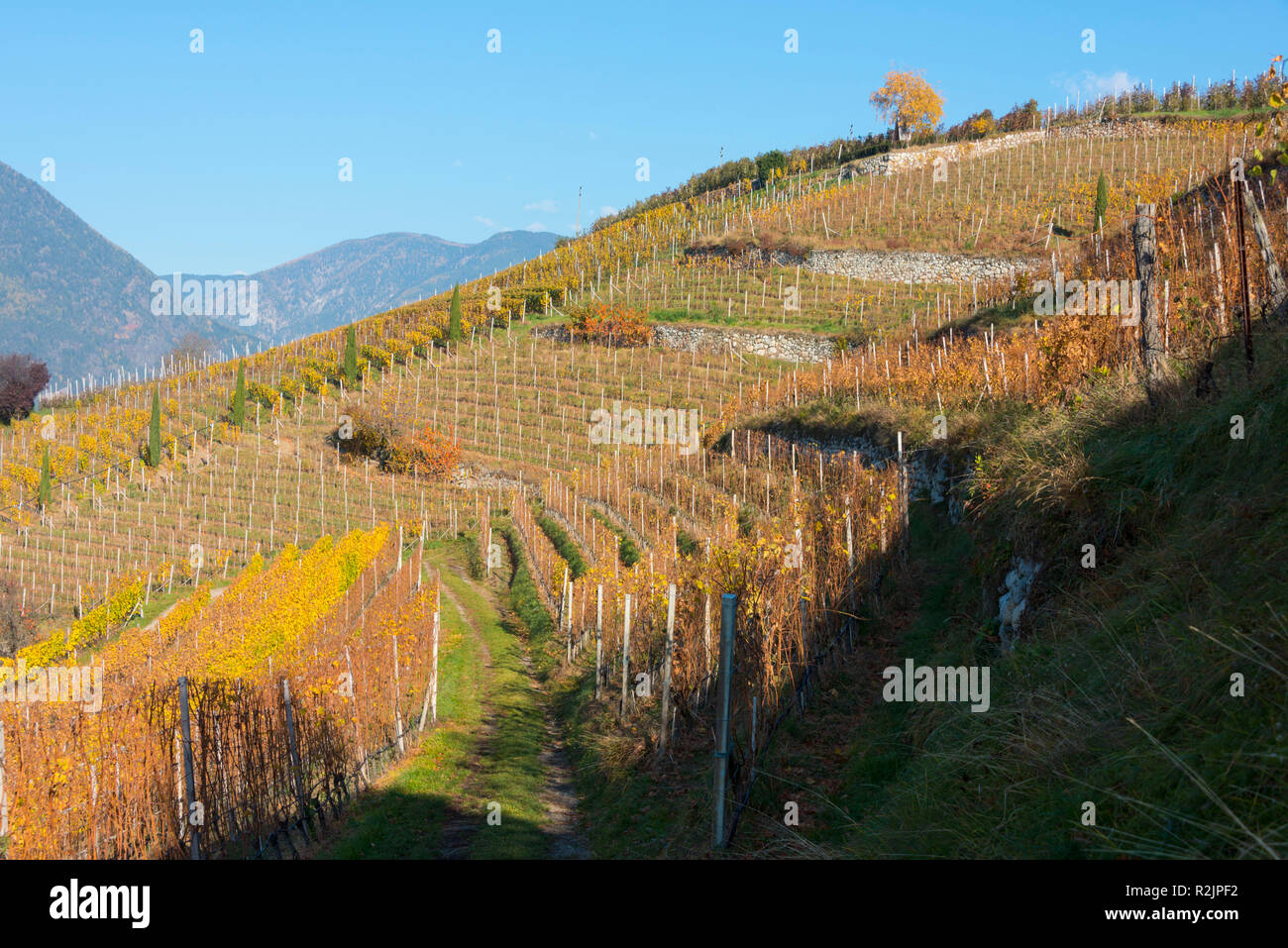 Weingut manni nossing -Fotos und -Bildmaterial in hoher Auflösung – Alamy