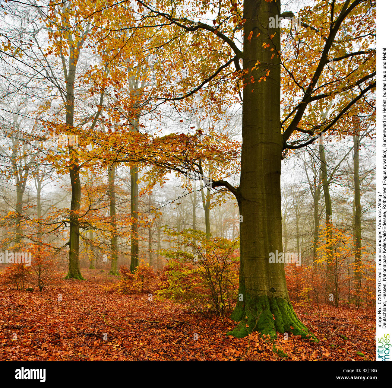 Fagus sylvatica buche -Fotos und -Bildmaterial in hoher Auflösung – Alamy